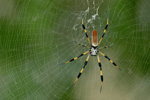 What Are Banana Spiders? | Hawx Pest Control