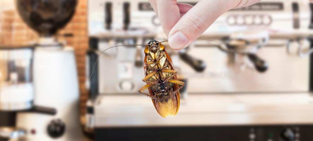 How to Get Rid of Cockroaches in Your Coffee Maker | Hawx Pest Control
