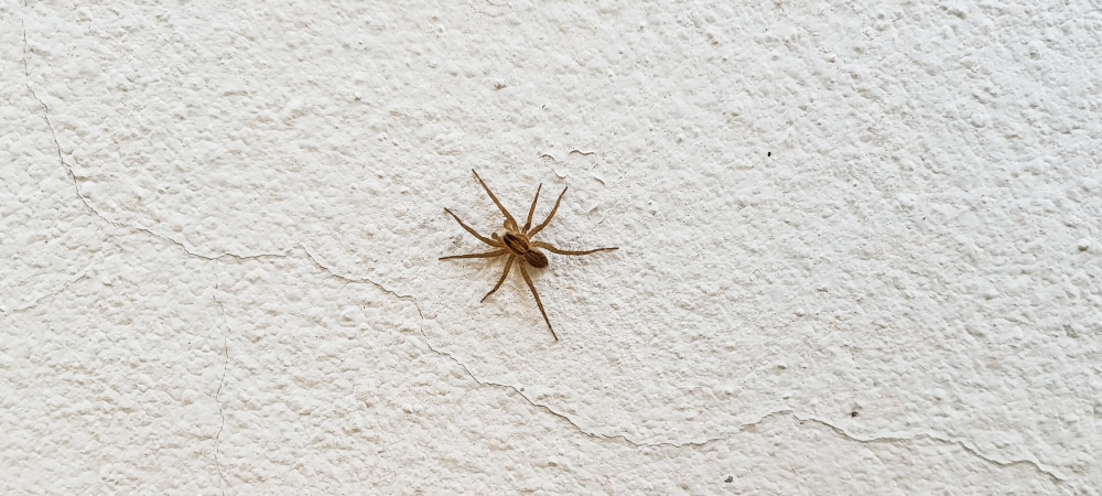 Spiders in Ohio: Types, Identification, Prevention | Hawx Pest Control