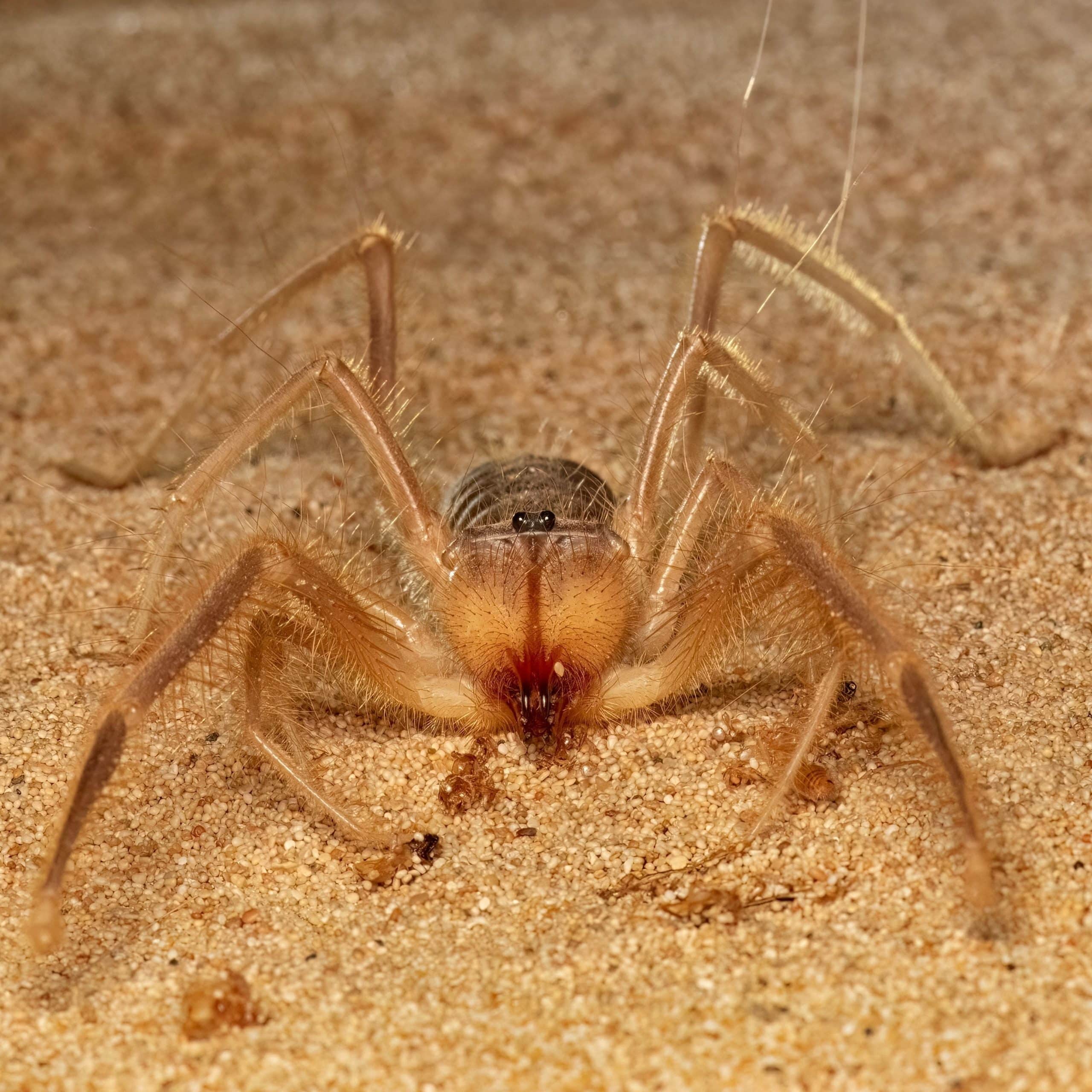 Camel Spider - Hawx Pest Control